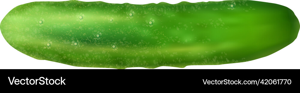 Realistic cucumber Royalty Free Vector Image - VectorStock