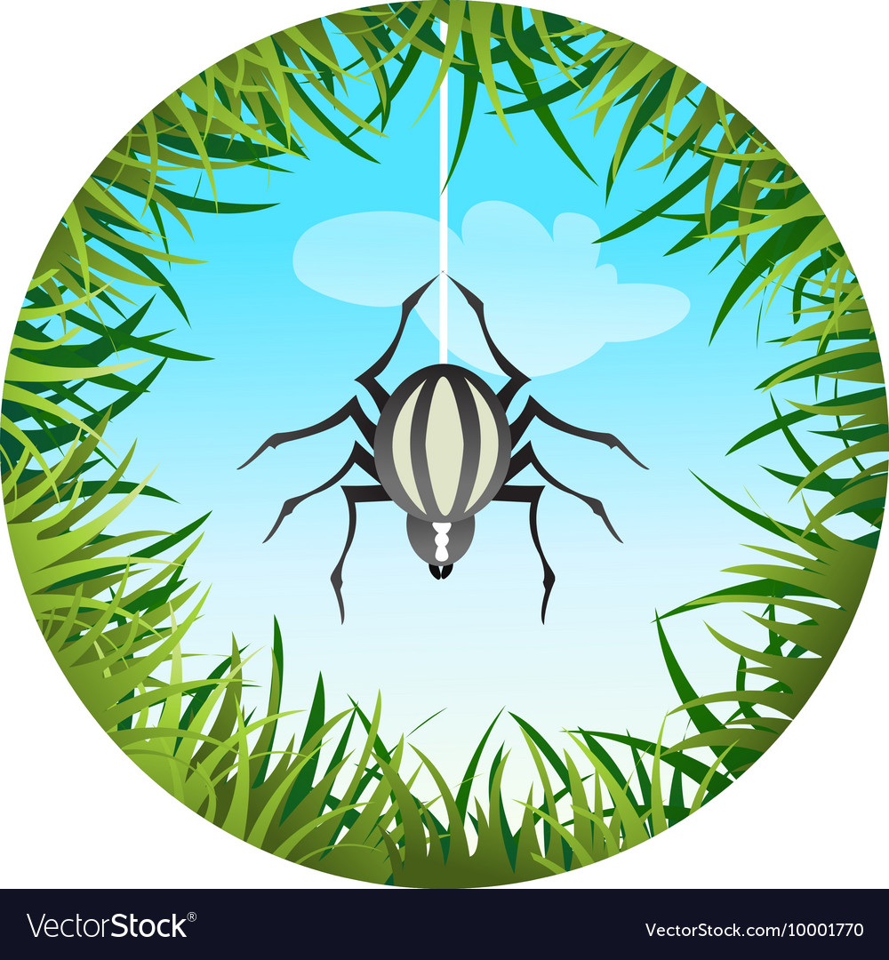 Spider hanging on the web Royalty Free Vector Image