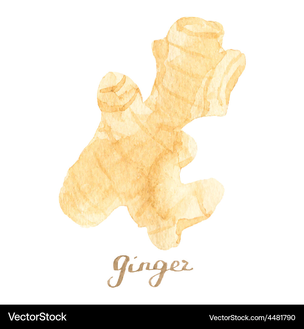 Watercolor ginger on the white background Vector Image