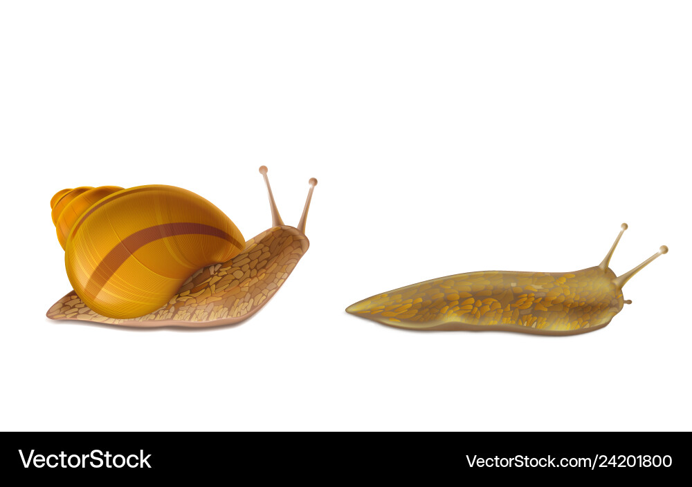 Creeping snail and red slug 3d realistic Vector Image