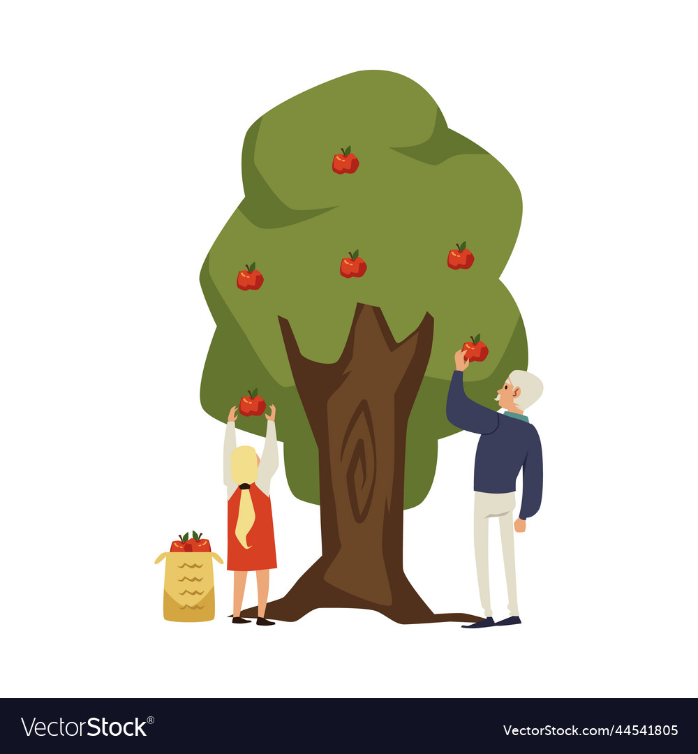 Grandpa gathers apples from tree Royalty Free Vector Image