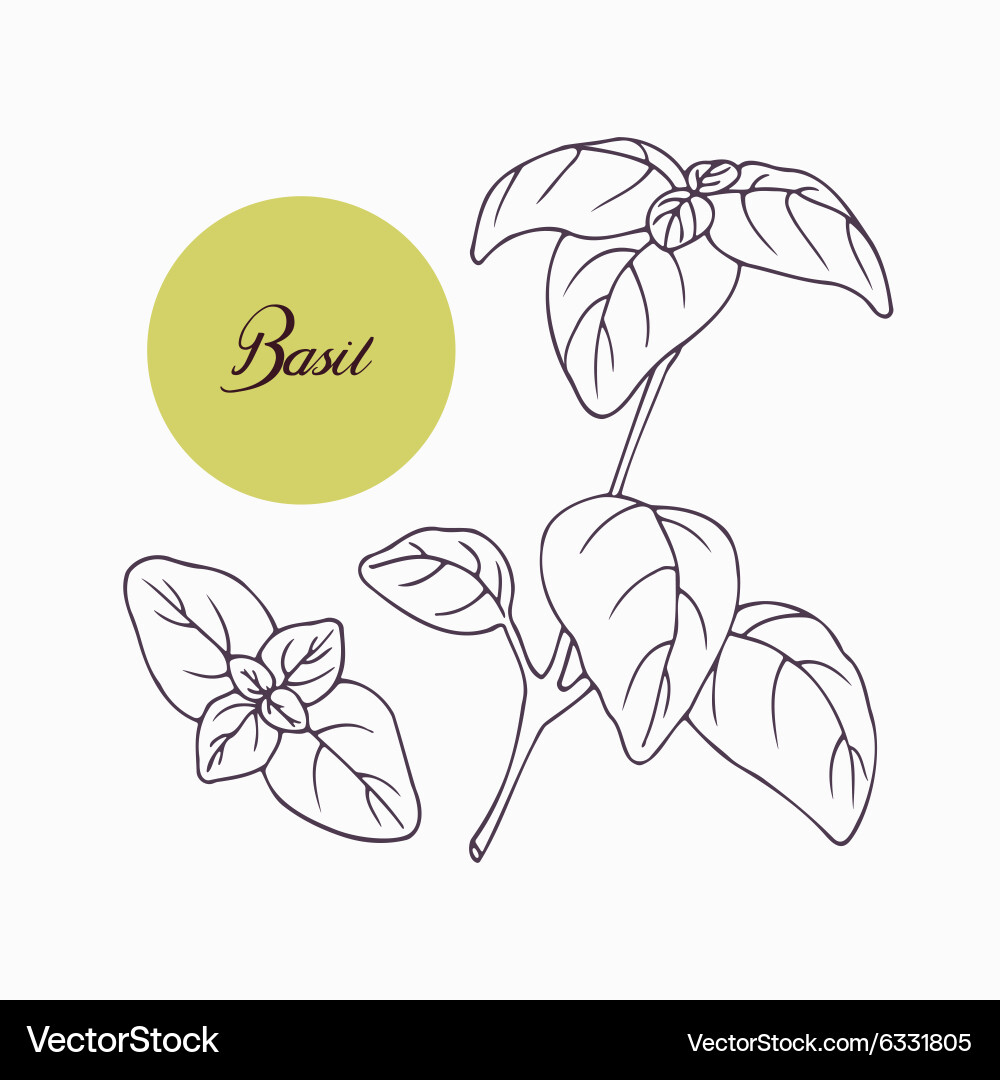 Hand drawn basil branch with leves isolated Vector Image