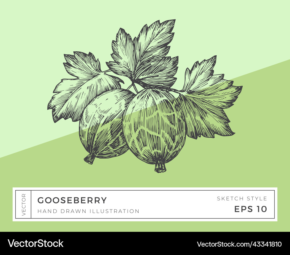 Hand drawn gooseberry berries branch Royalty Free Vector