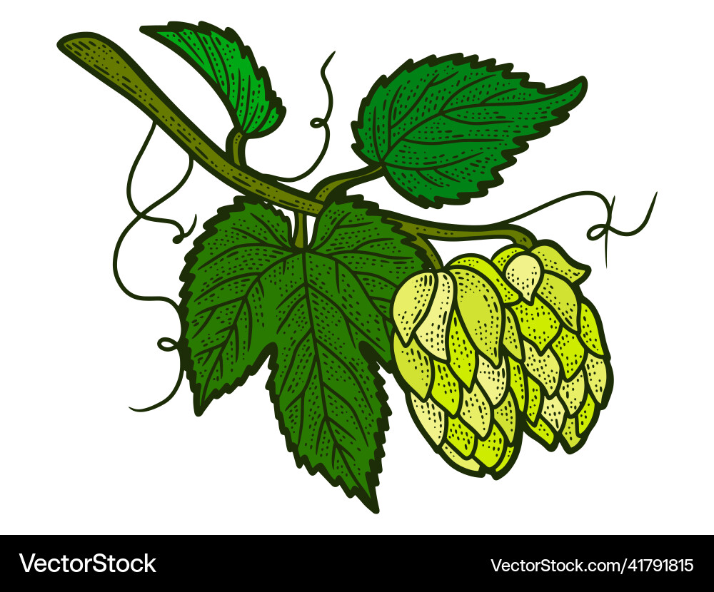 Hops plant sketch scratch board imitation color Vector Image