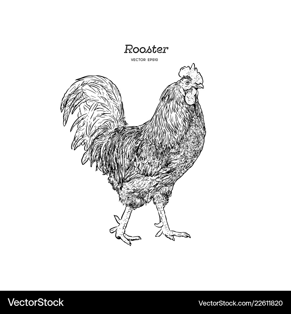 Hand drawn rooster isolated engraved style Vector Image