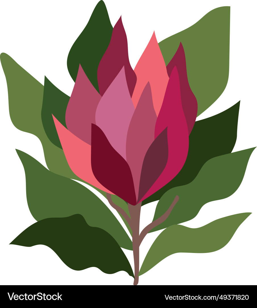 South africa king protea Royalty Free Vector Image