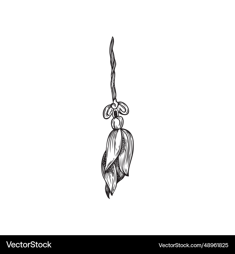 Engraved hand drawn decorative tassel rope Vector Image