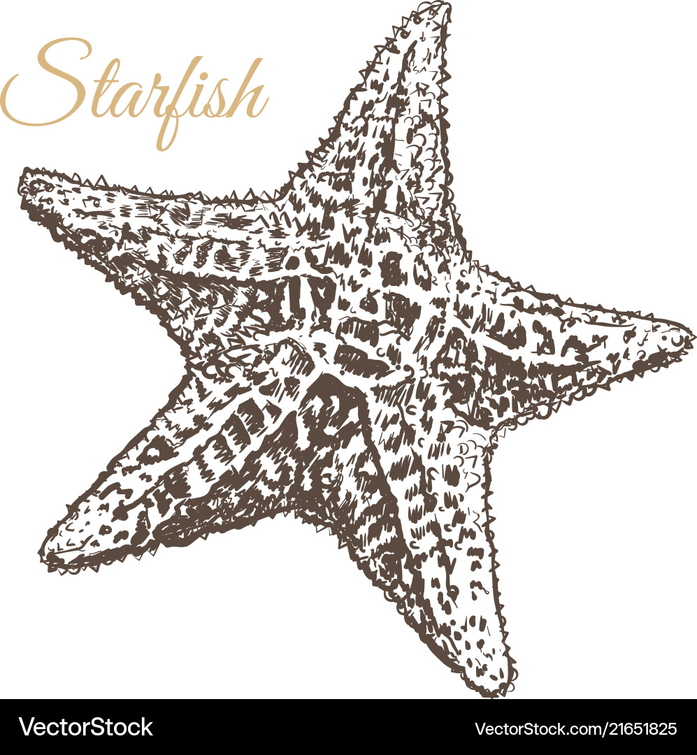 Starfish hand-drawn Royalty Free Vector Image - VectorStock