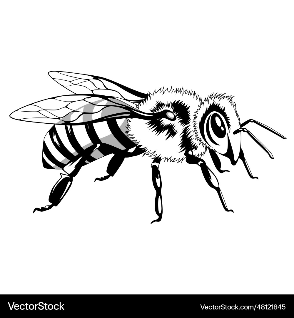 Black and white image of a bee Royalty Free Vector Image