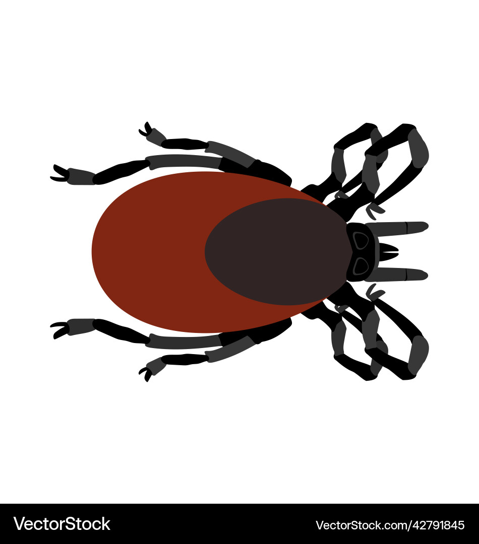 Ixodes ricinus - castor bean tick - dorsal view Vector Image