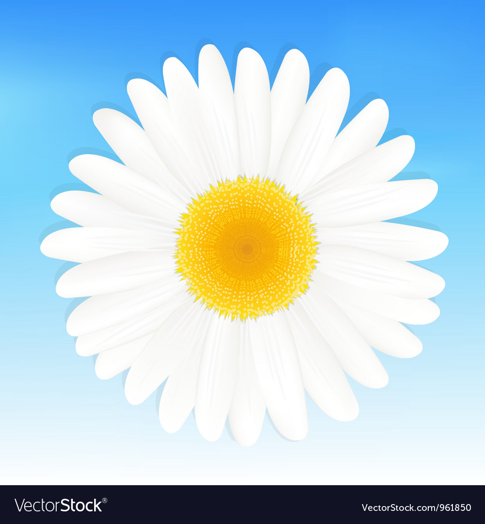Daisy Background Royalty Free Vector Image - VectorStock