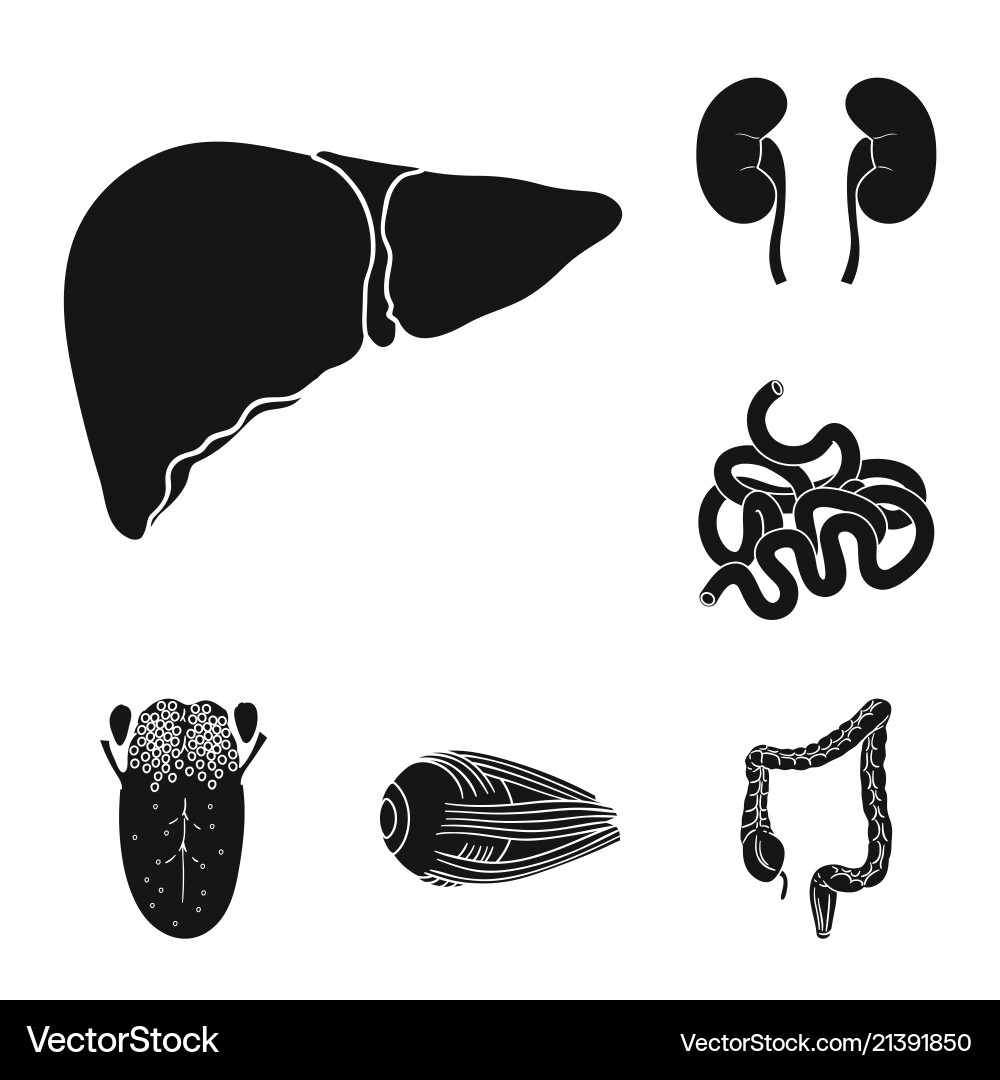 Human organs black icons in set collection Vector Image