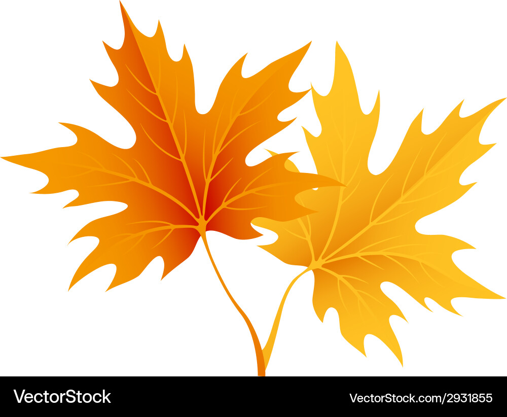 Autumn maple leaves isolated on white Royalty Free Vector