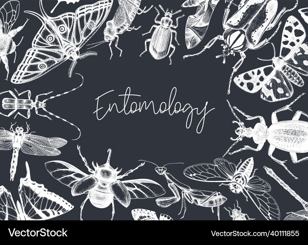 Hand-sketched insect banner template hand drawn Vector Image