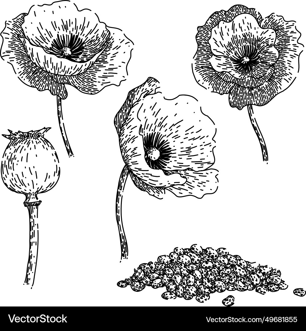 Poppy set sketch hand drawn Royalty Free Vector Image