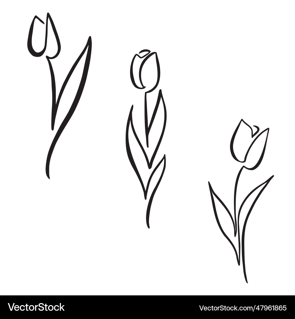 Set of continuous one line drawing tulips Vector Image