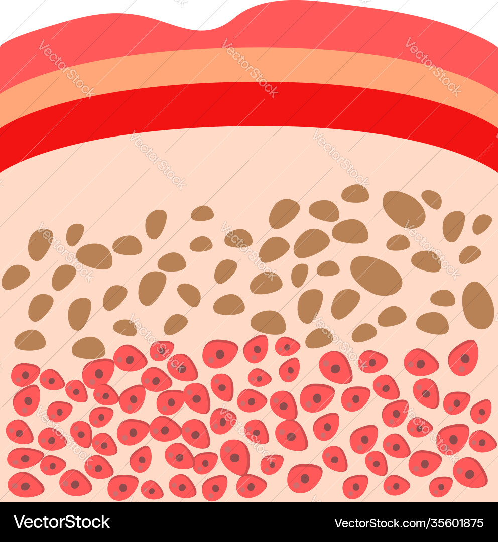 Human skin structure icon for medical Royalty Free Vector