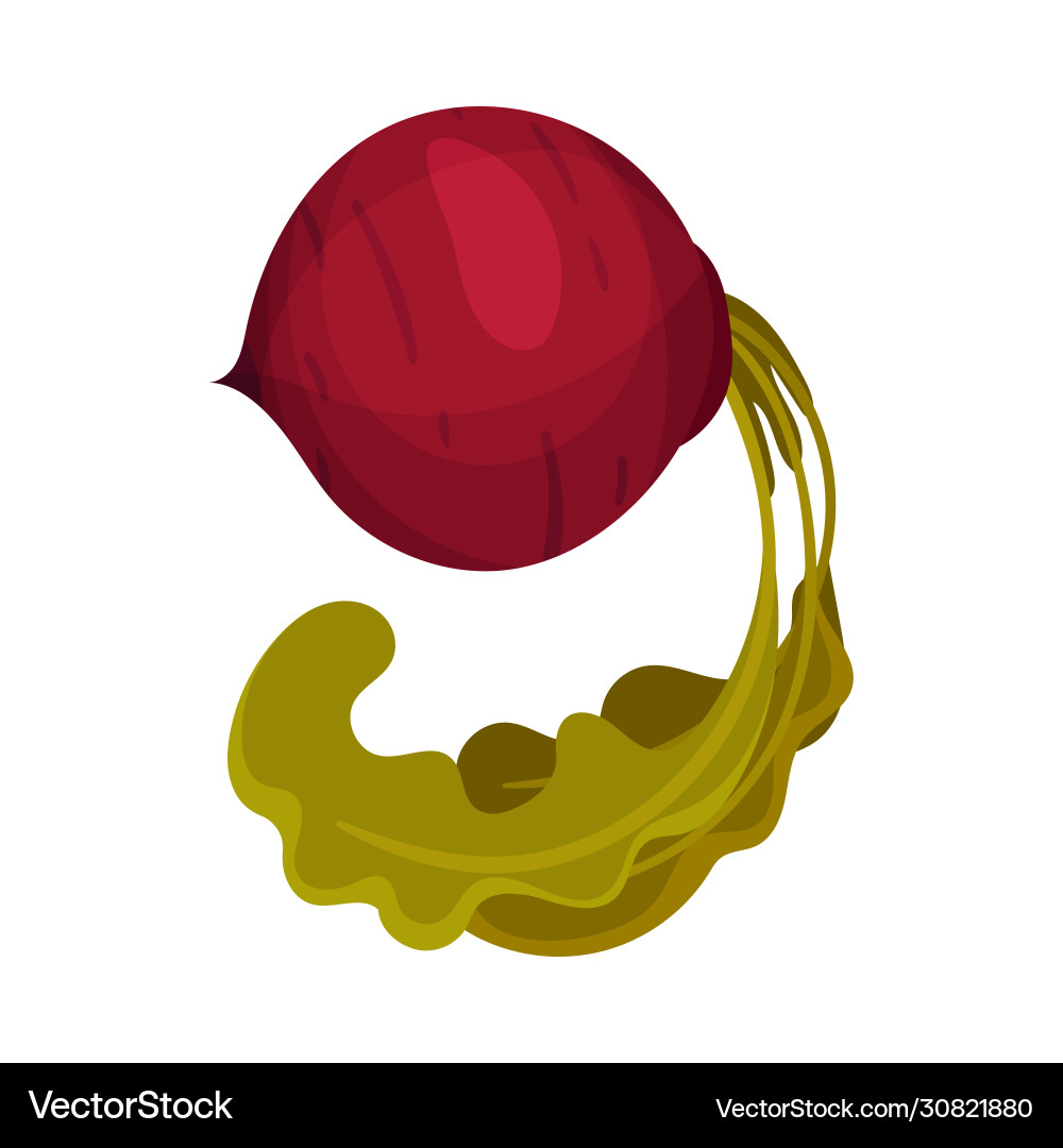 Number made fresh beet with top leaves Royalty Free Vector