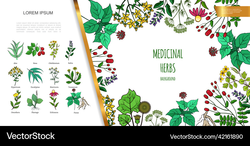 Hand drawn medicinal herbs colorful concept Vector Image