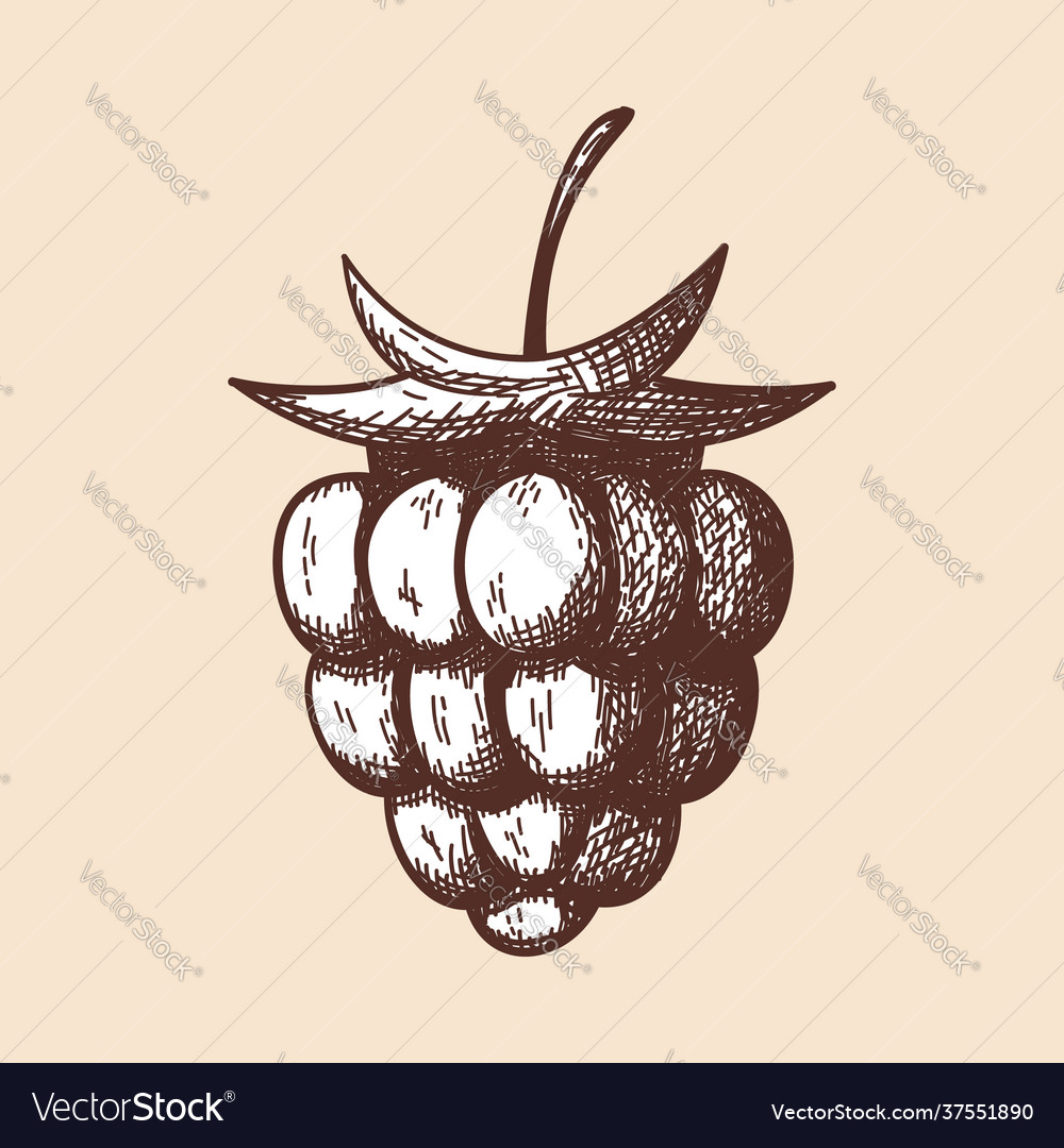 Icon raspberry Royalty Free Vector Image - VectorStock