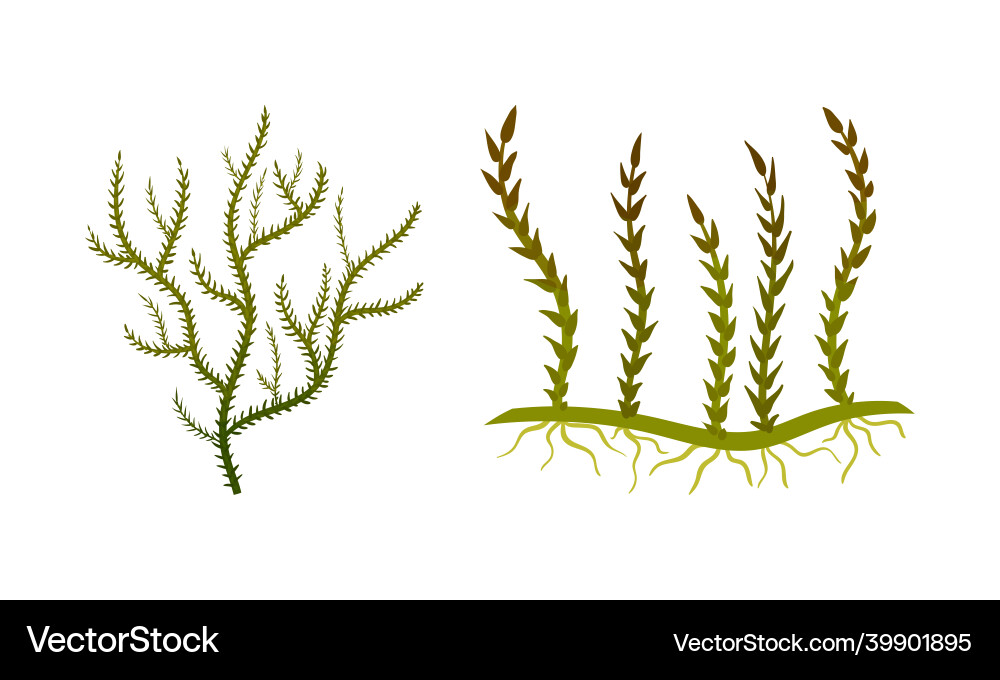 Seaweed and algae as aquatic marine plants Vector Image