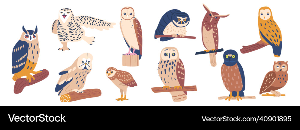 Set of different owls isolated on white background