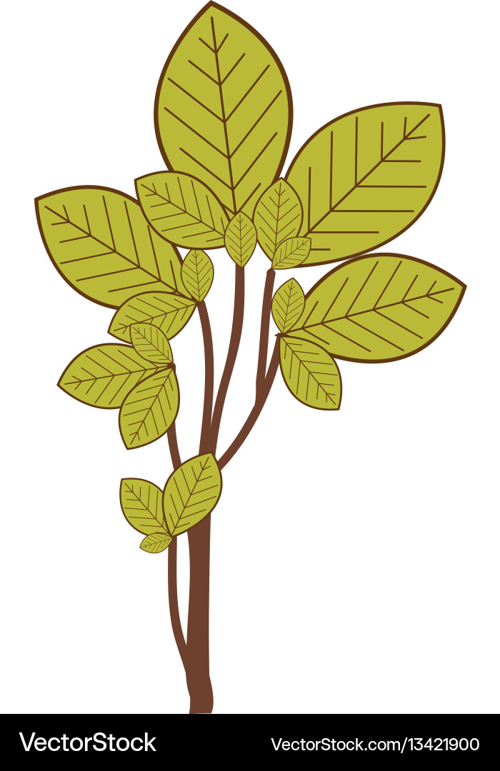 Ramifications with green leaves nature icon Vector Image
