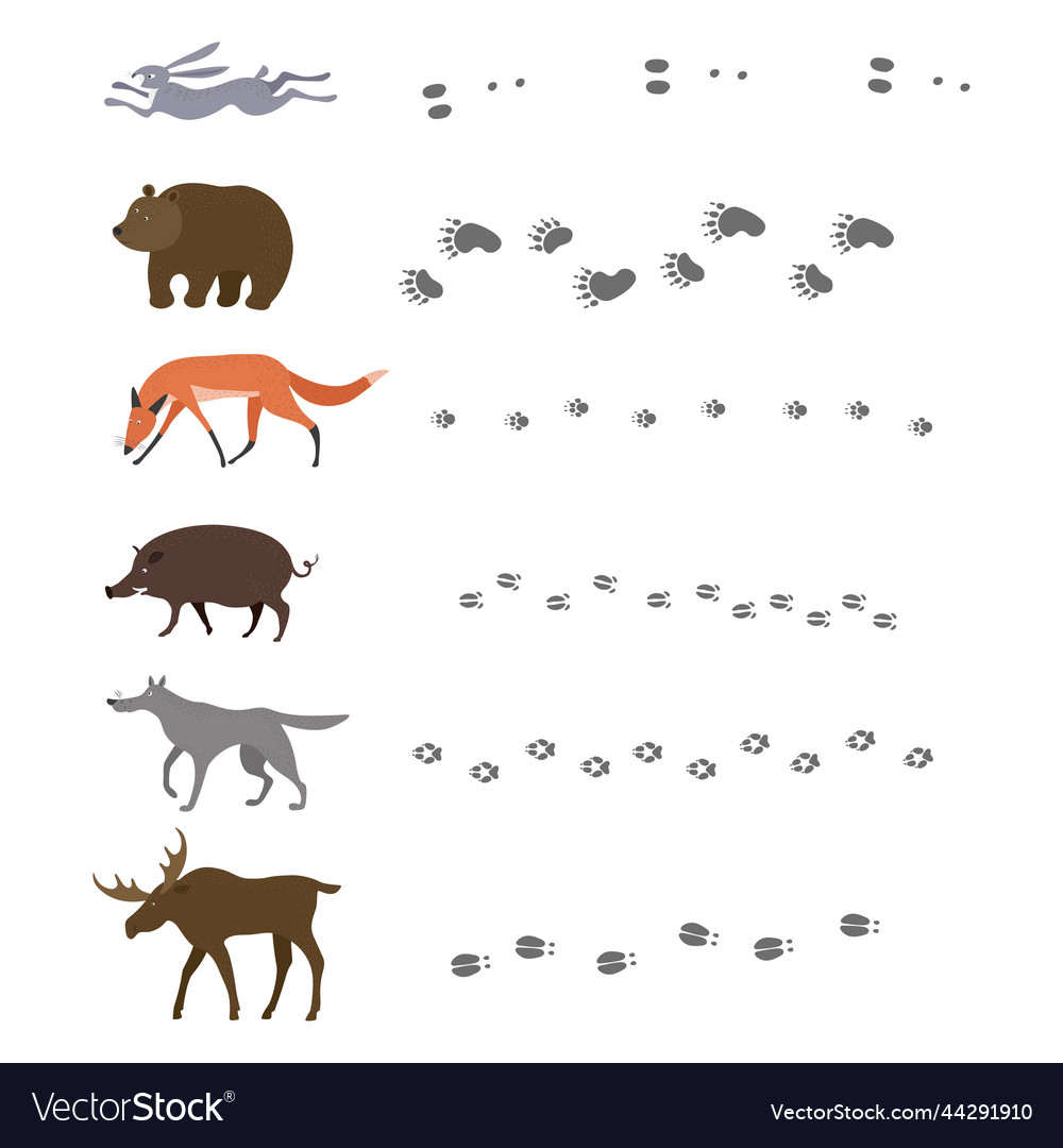 A set of forest animals and their footprints Vector Image