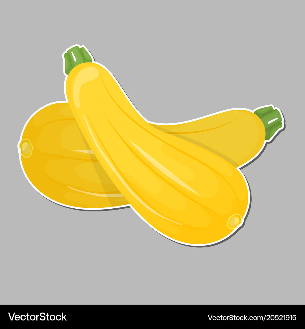 Vegetable marrow courgette or zucchini isolated Vector Image
