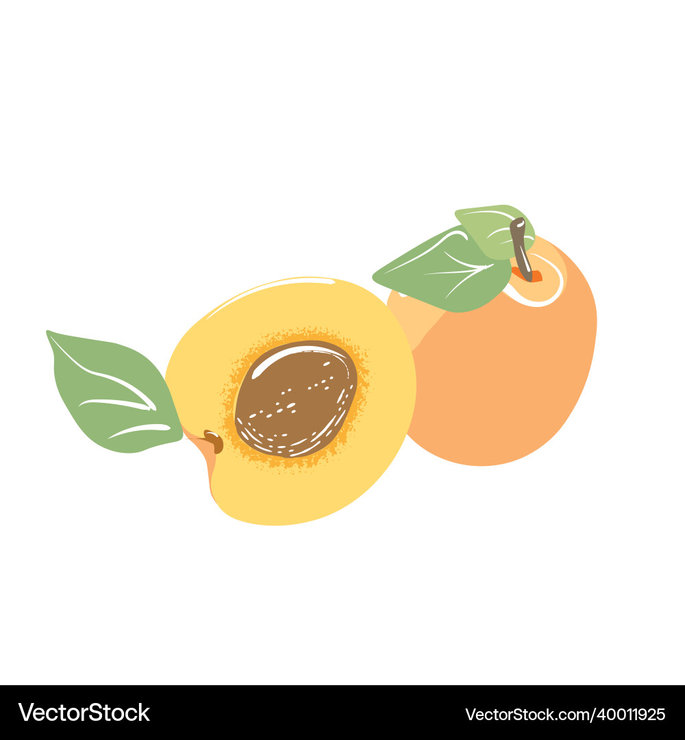 A whole apricot and half Royalty Free Vector Image