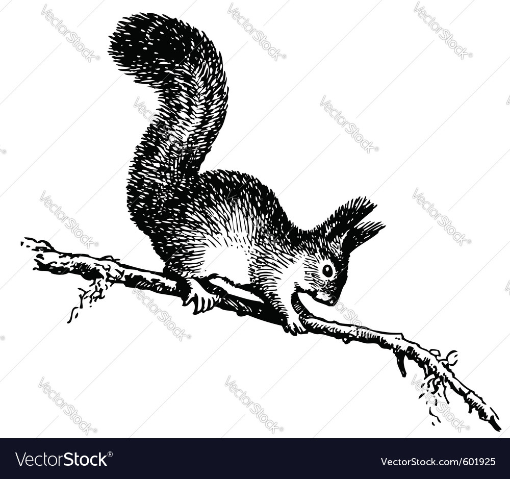 Squirrel Royalty Free Vector Image - VectorStock