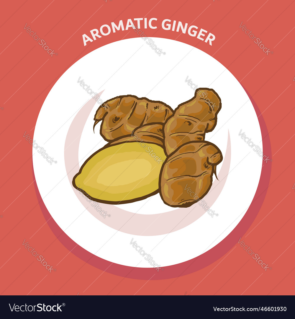 Aromatic ginger Royalty Free Vector Image - VectorStock