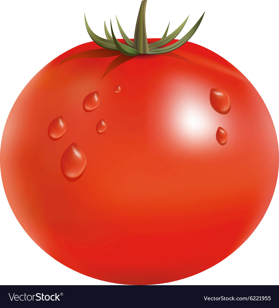 Tomato Royalty Free Vector Image - VectorStock Tomato Royalty Free Vector Image - VectorStock