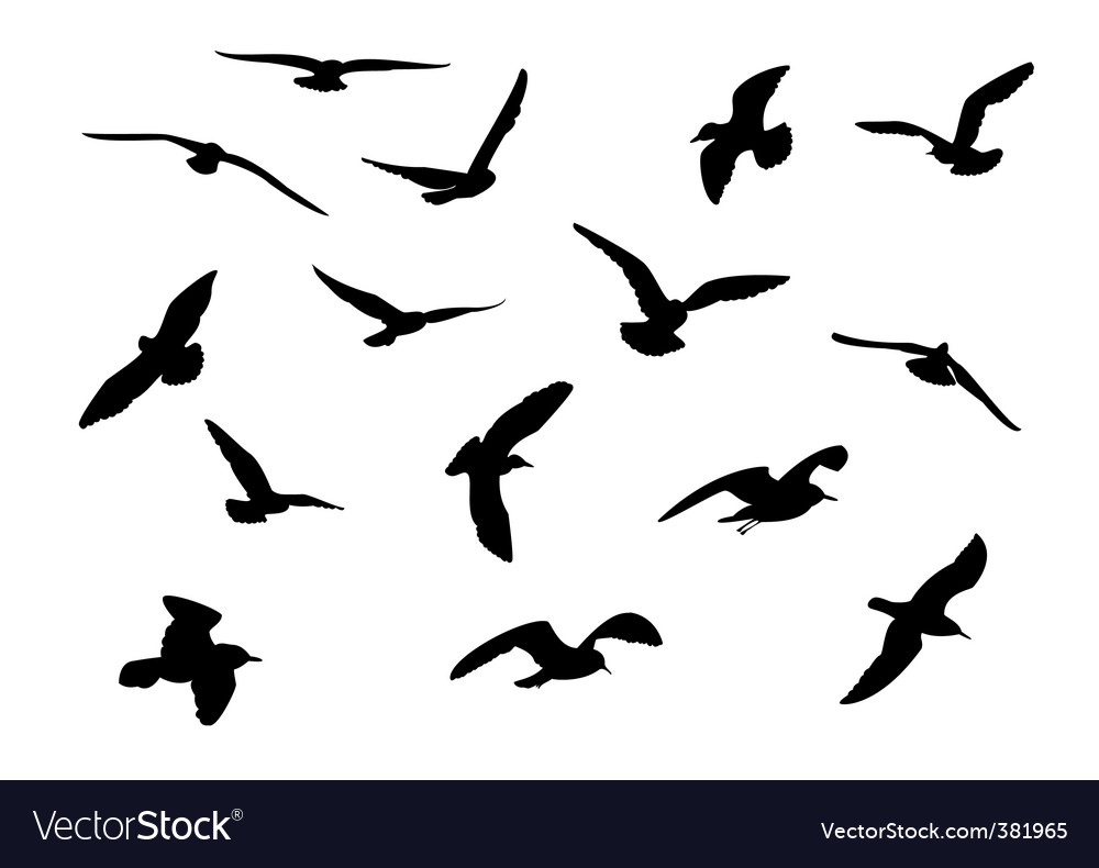 Gulls Royalty Free Vector Image - VectorStock