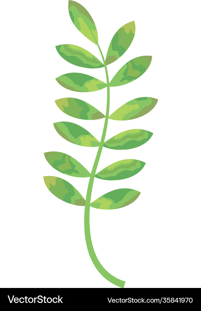 Ash leaves icon colorful design Royalty Free Vector Image