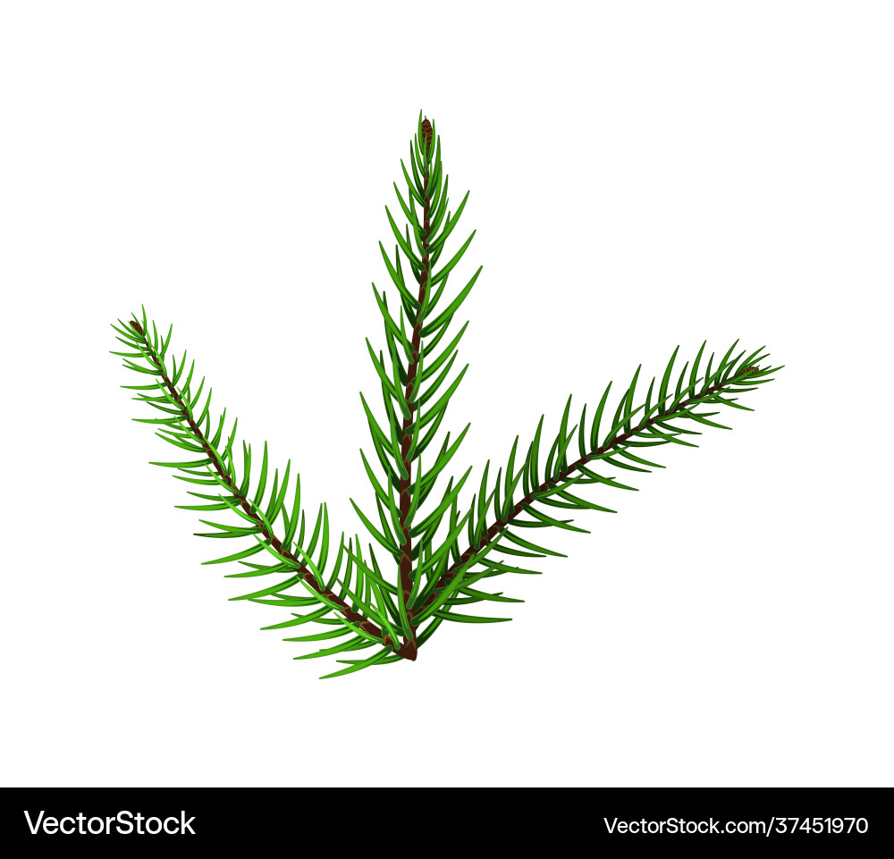 Pine or fir tree branch isolated on white Vector Image