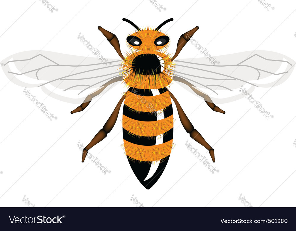 Insect bee Royalty Free Vector Image - VectorStock