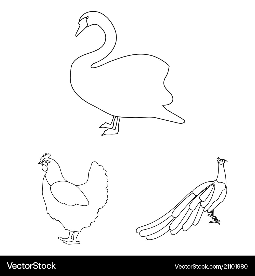 Types birds outline icons in set collection Vector Image