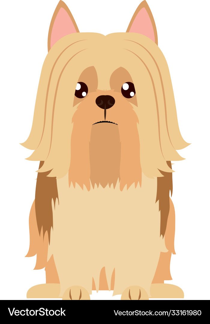 Yorkshire terrier dog icon flat style Royalty Free Vector