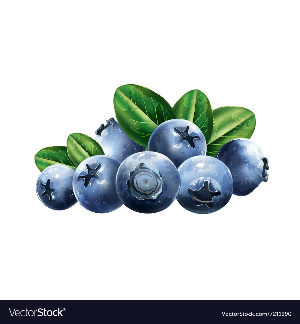 Blueberries with leaves Royalty Free Vector Image