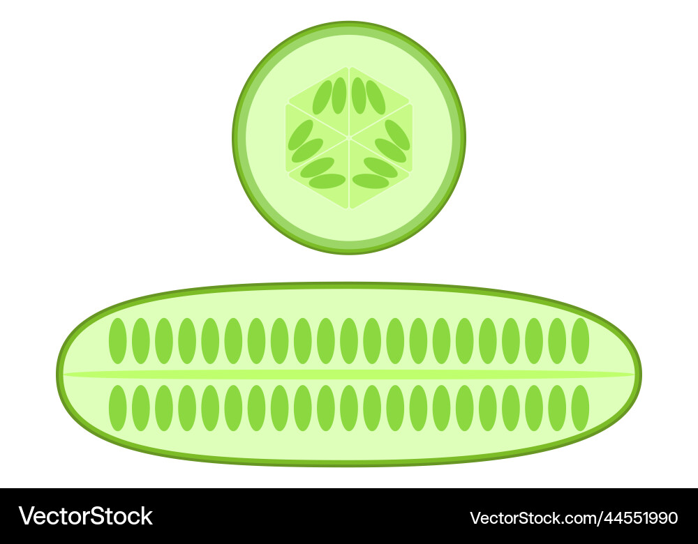 Cucumber and slices graphics on a white Royalty Free Vector