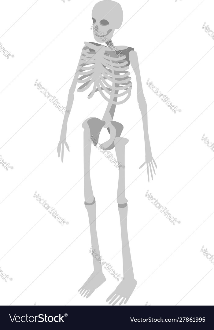 Human Skeleton Icon Isometric Style Royalty Free Vector