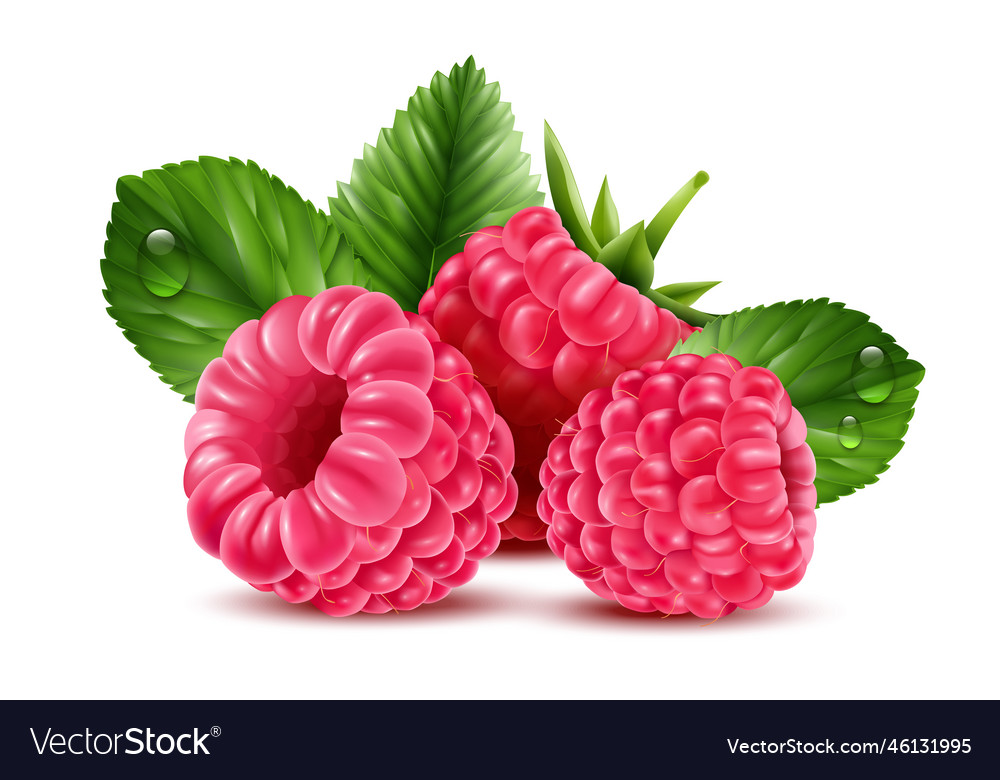 Realistic raspberry composition Royalty Free Vector Image