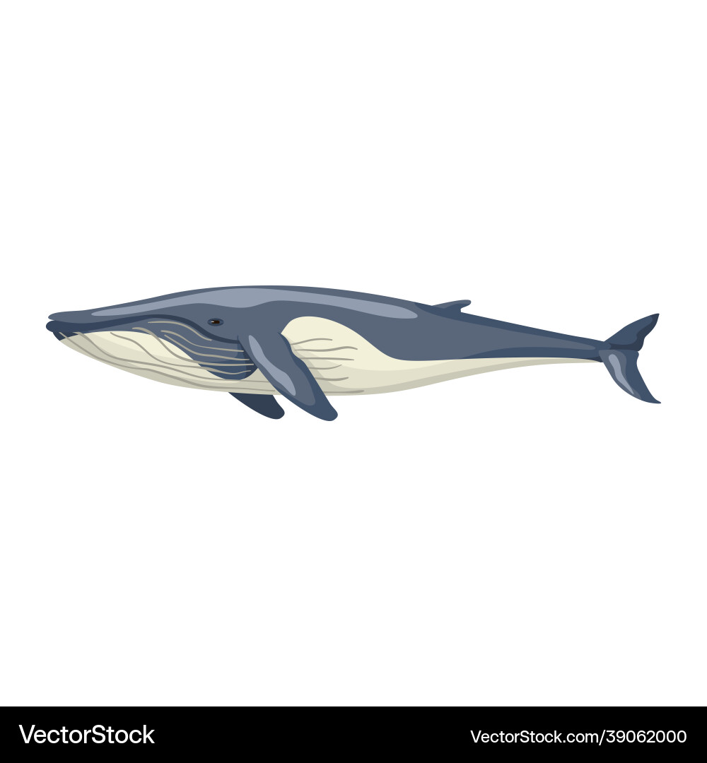 Fin whale isolated on white background cartoon Vector Image