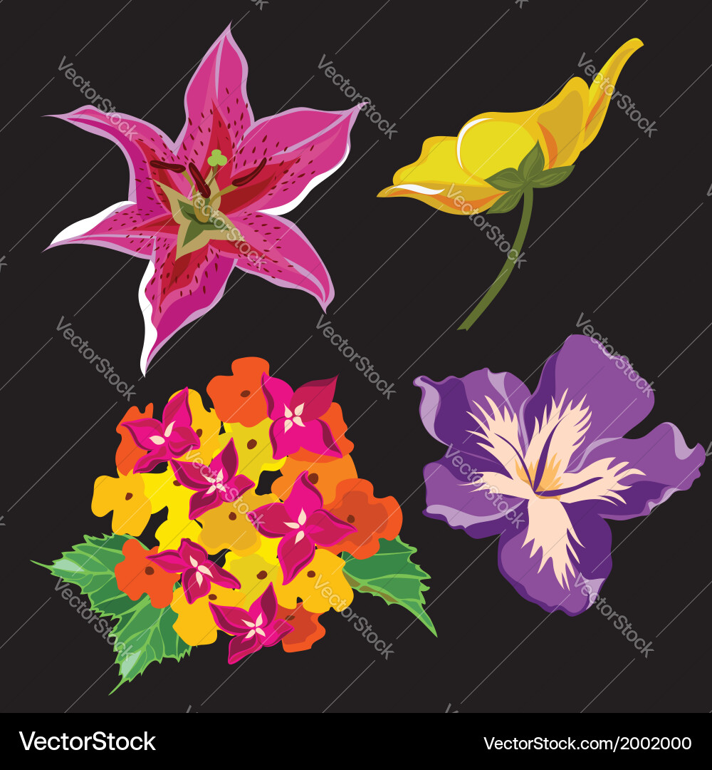 Set of realistic flowers isolated on black Vector Image
