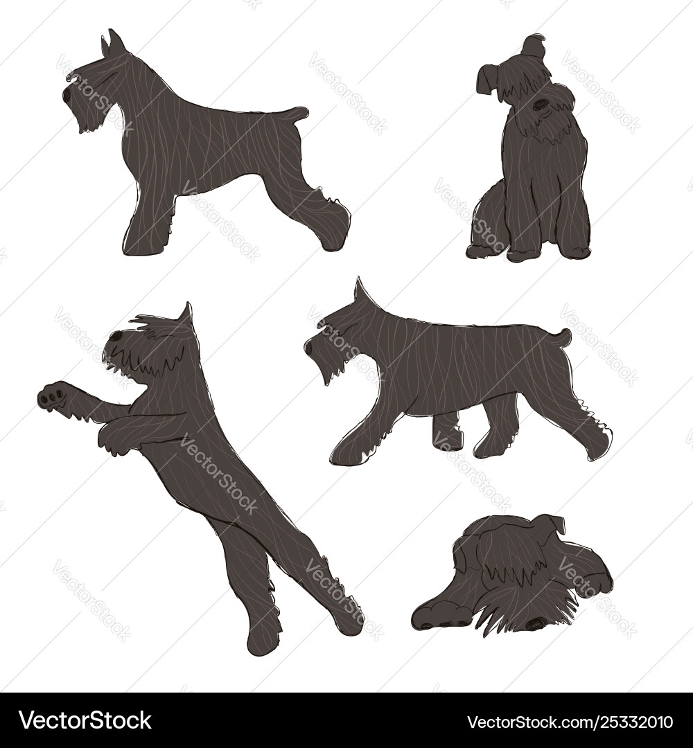 Collection schnauzer dog icons Royalty Free Vector Image