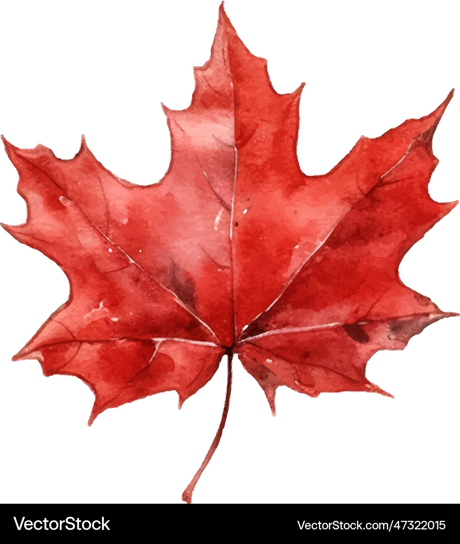 Beautiful watercolor red maple leaf canada day Vector Image