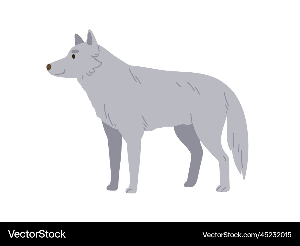 Gray wolf wild forest animal woods hunter Vector Image