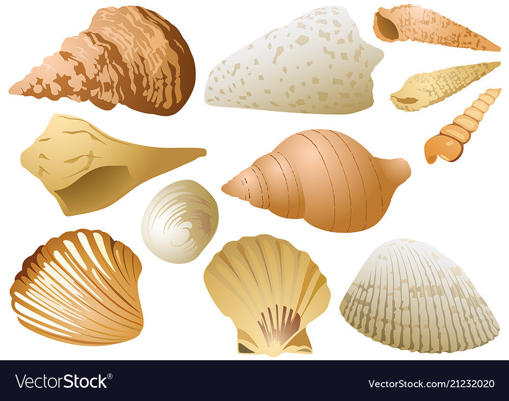 Seashell set on white background Royalty Free Vector Image Seashell set on white background Royalty Free Vector Image