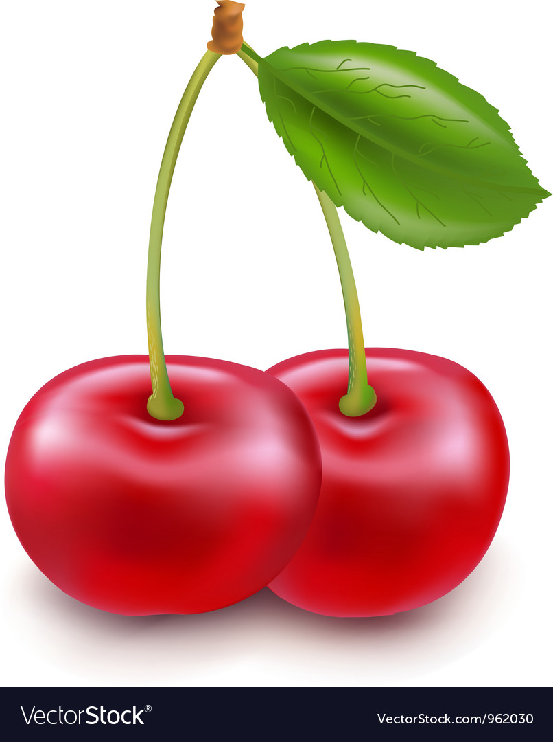 Cherry Royalty Free Vector Image - VectorStock